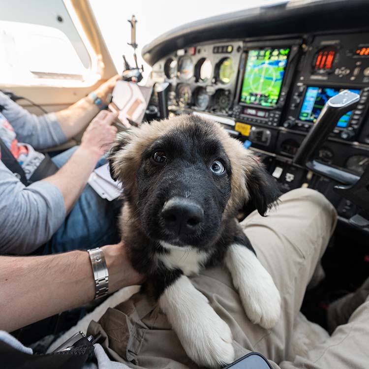 Flying with Fido - Twin & Turbine
